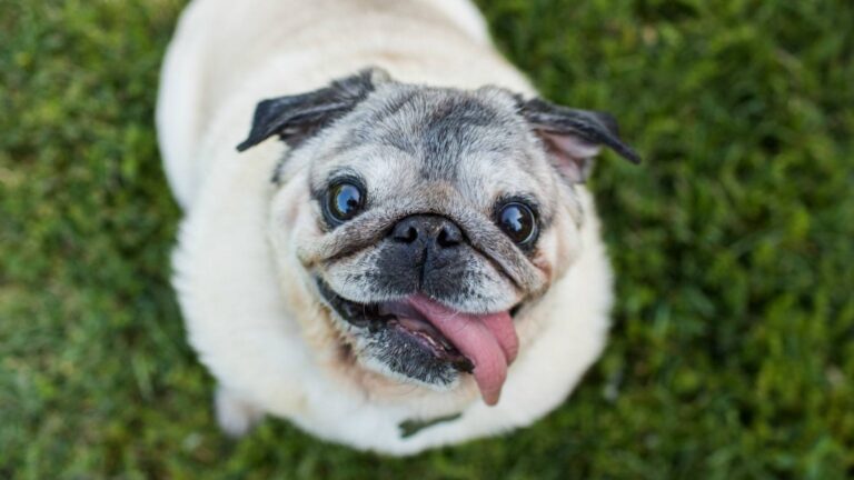 Top 10 Lap Dogs Breeds | When & Why To Adopt