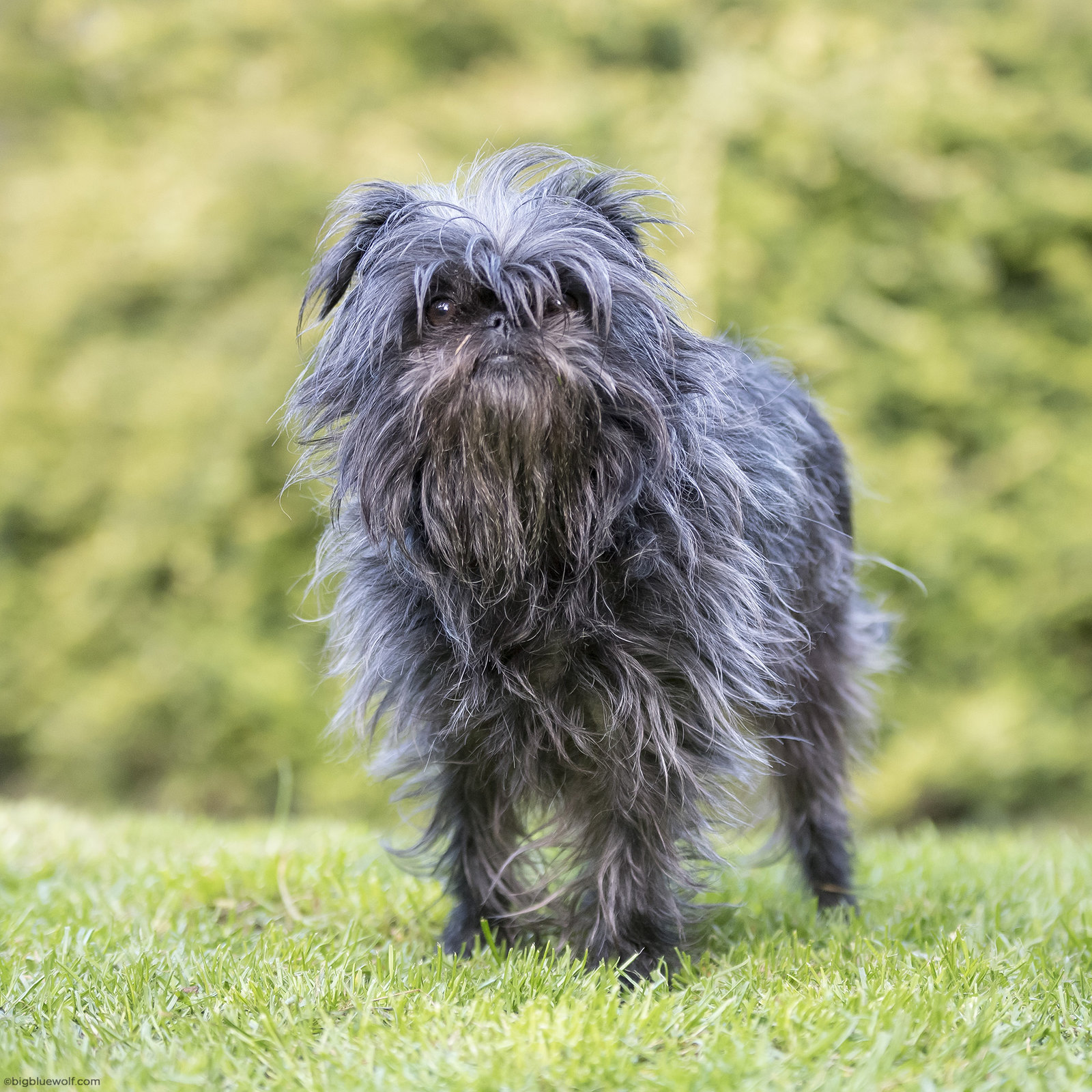 Dog Breed Information - Dog Diseases