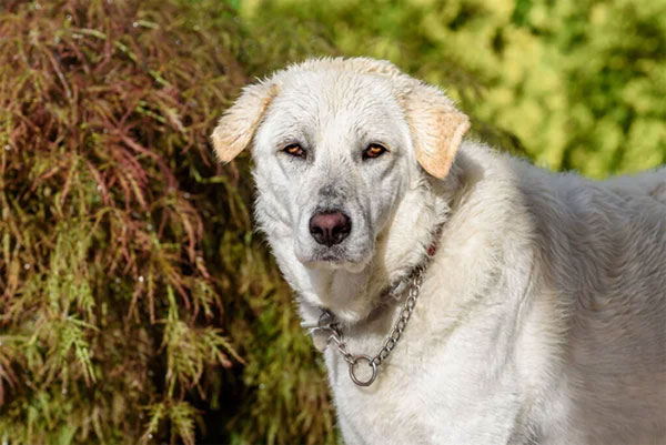 Maremma dog - Dog Diseases