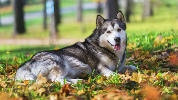 Small alaskan dog breeds - Dog Diseases