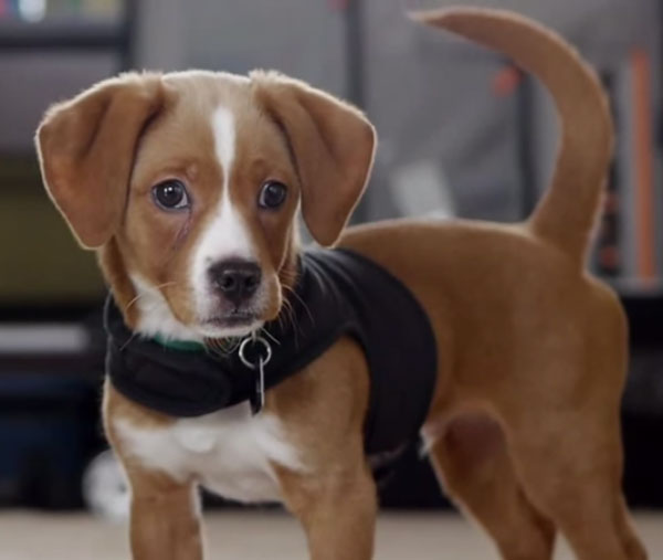 Chiwegle Dog: Exploring the Canine Companion Revolution