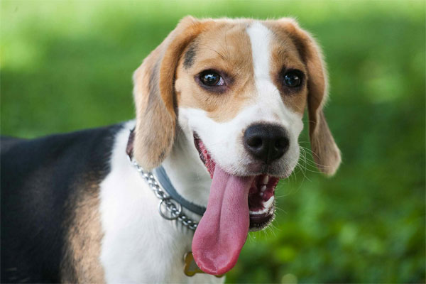 Understanding Hanging Tongue Syndrome in Dogs