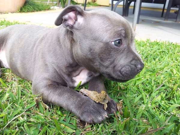 All About the Blue Nose Staffy: A Comprehensive Guide