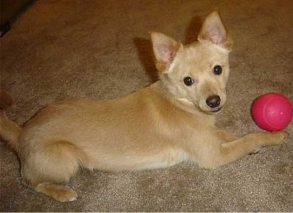 Jackaranian Dog: A Complete Guide to This Energetic Hybrid Breed