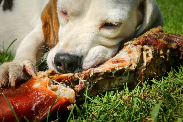 Which Meat is Good for Dogs: A Nutritional Guide