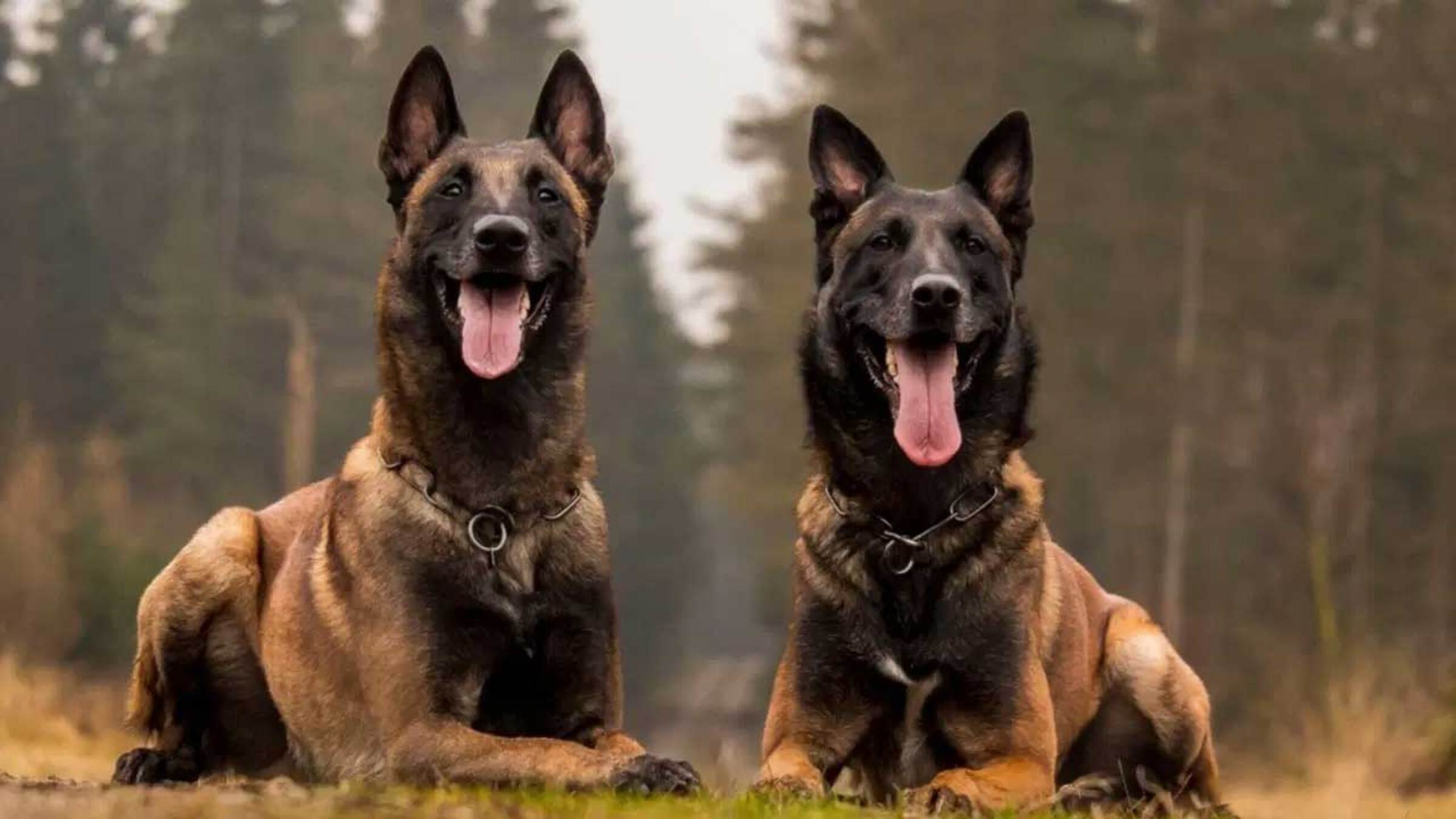 Belgian mellonwah dog - Dog Diseases
