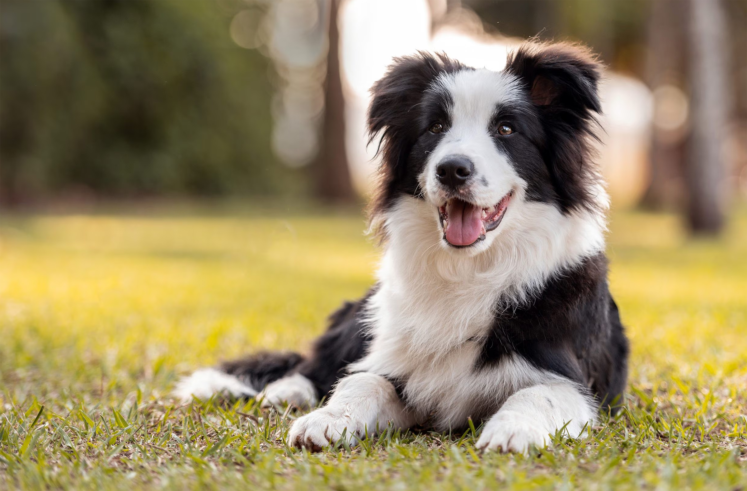 How Much Does a Border Collie Cost?