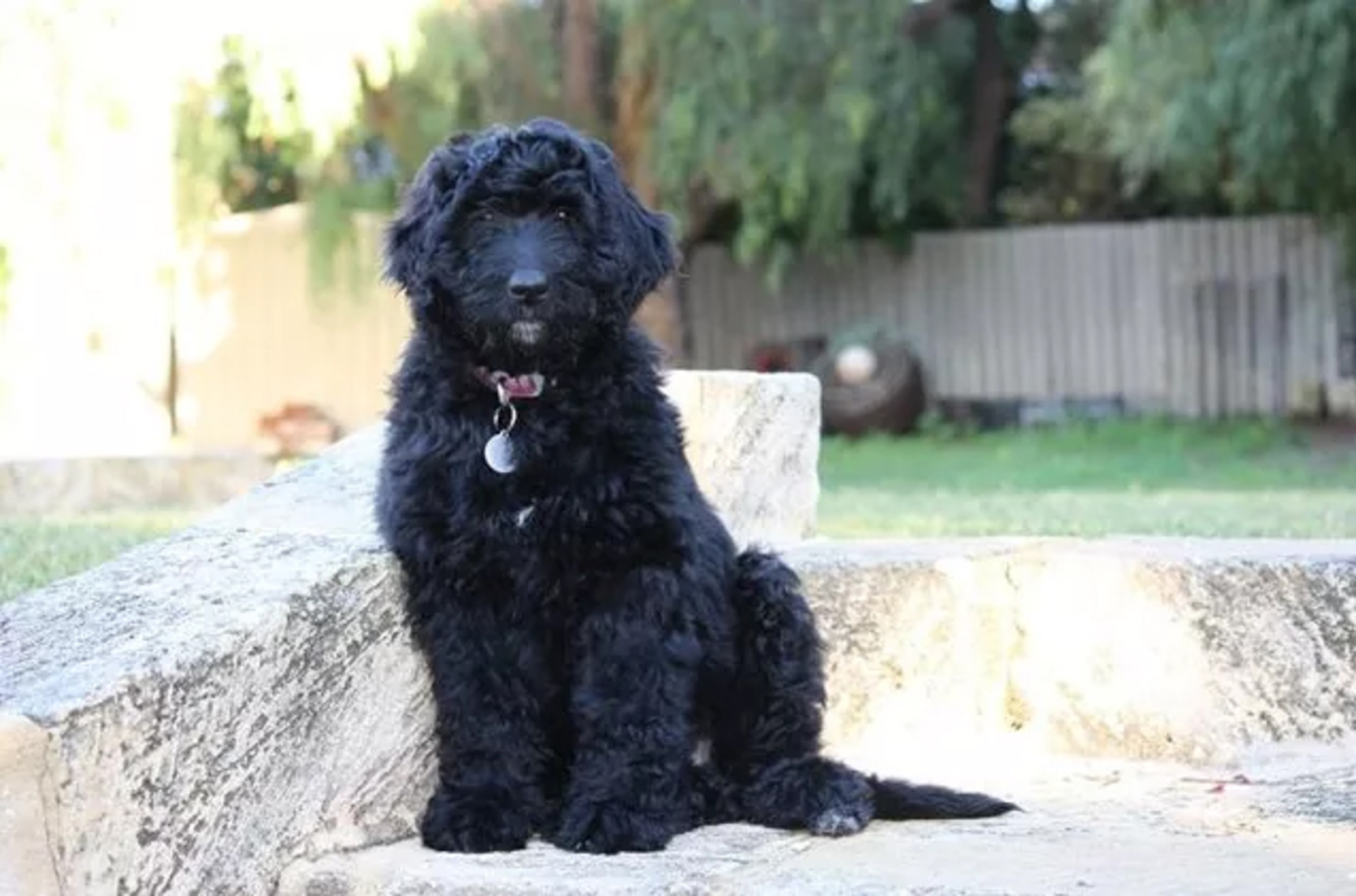 What Is a Newfypoo? Newfypoo Dog Breed Guide & Facts