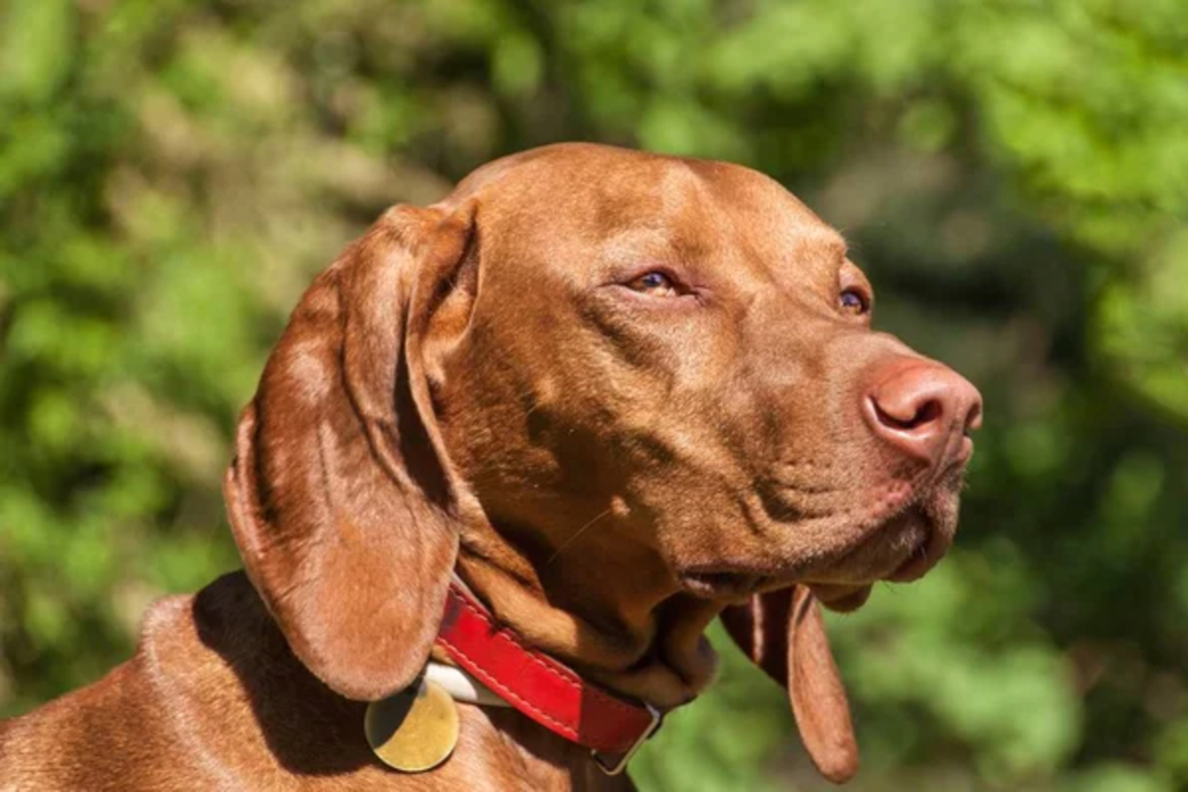 What Is a Vizsla? A Guide to This Energetic & Loyal Dog Breed