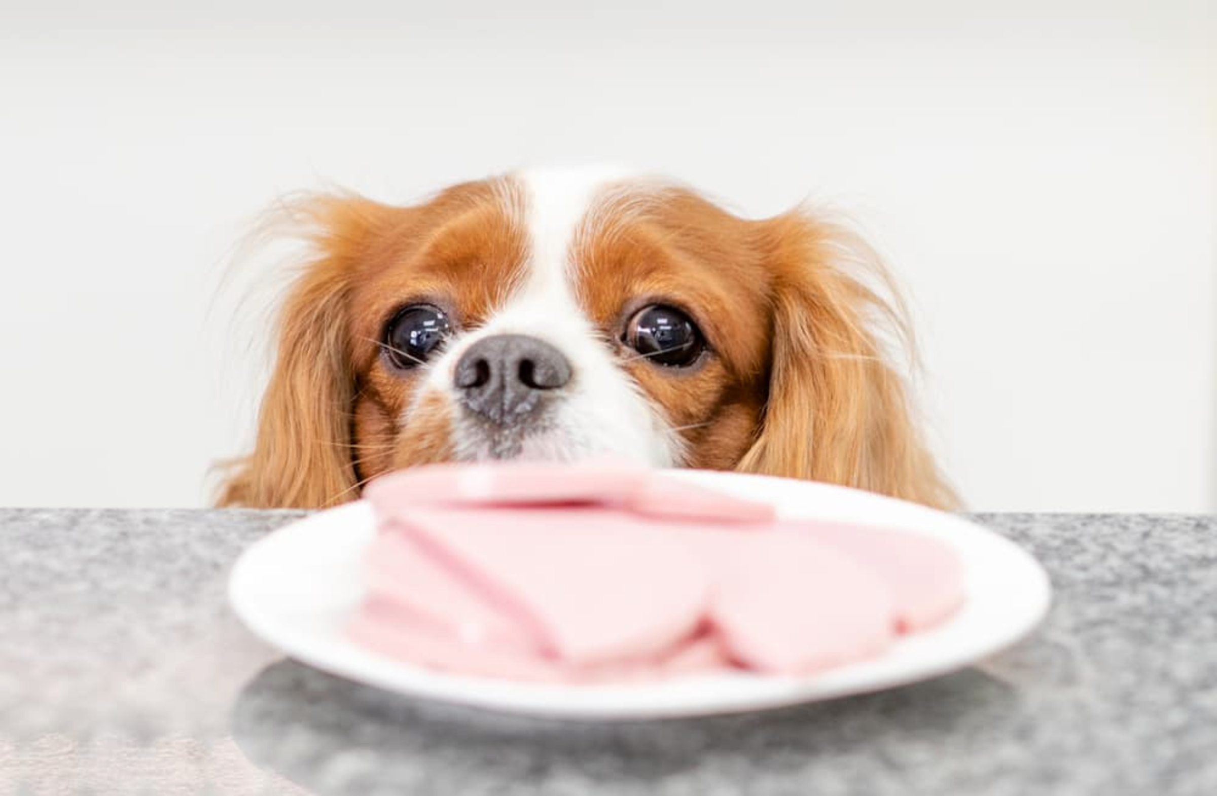 Can Dogs Eat Spam? Risks & Safe Alternatives Explained