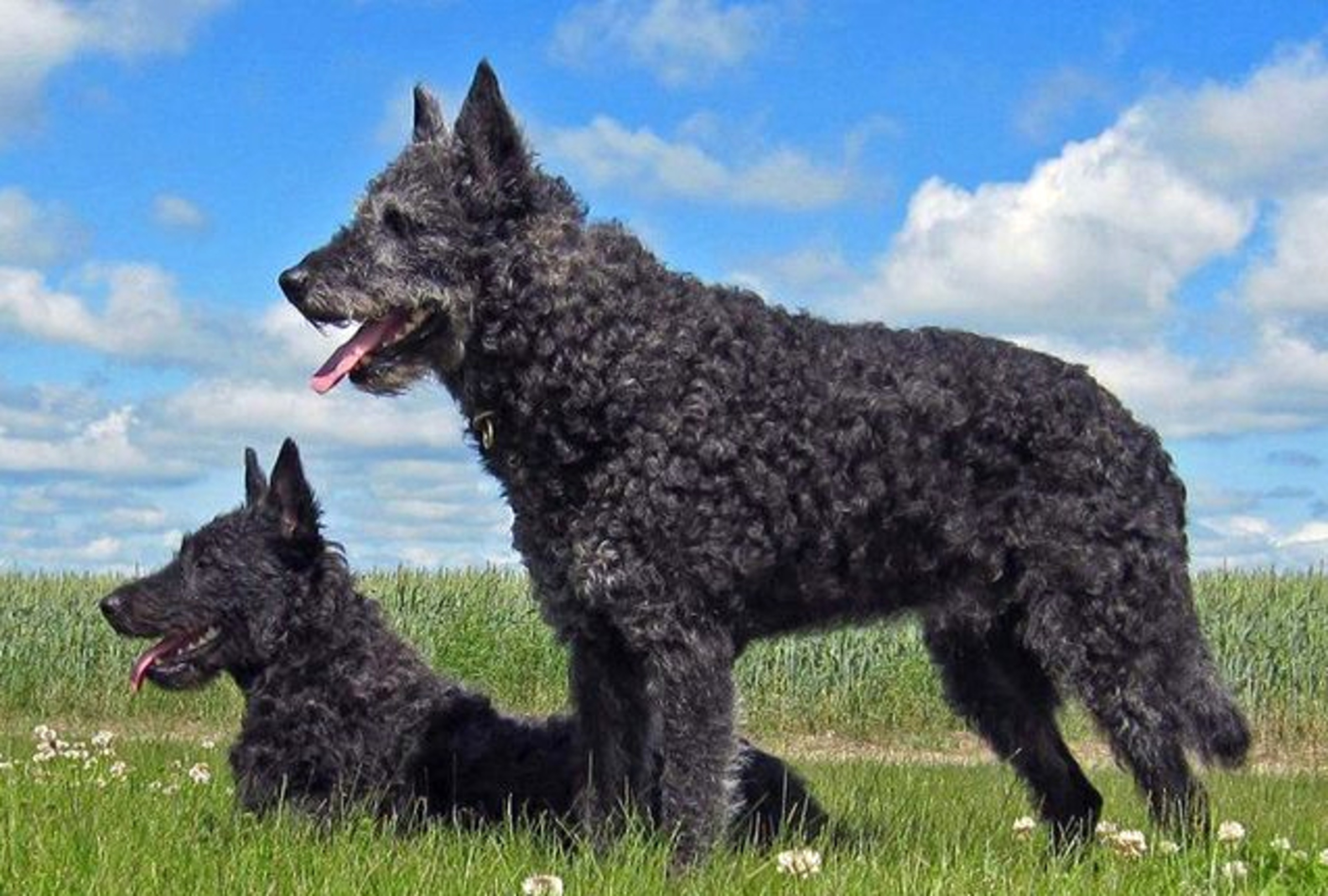 Faust Dog: Breed Information, Temperament, and Care Guide