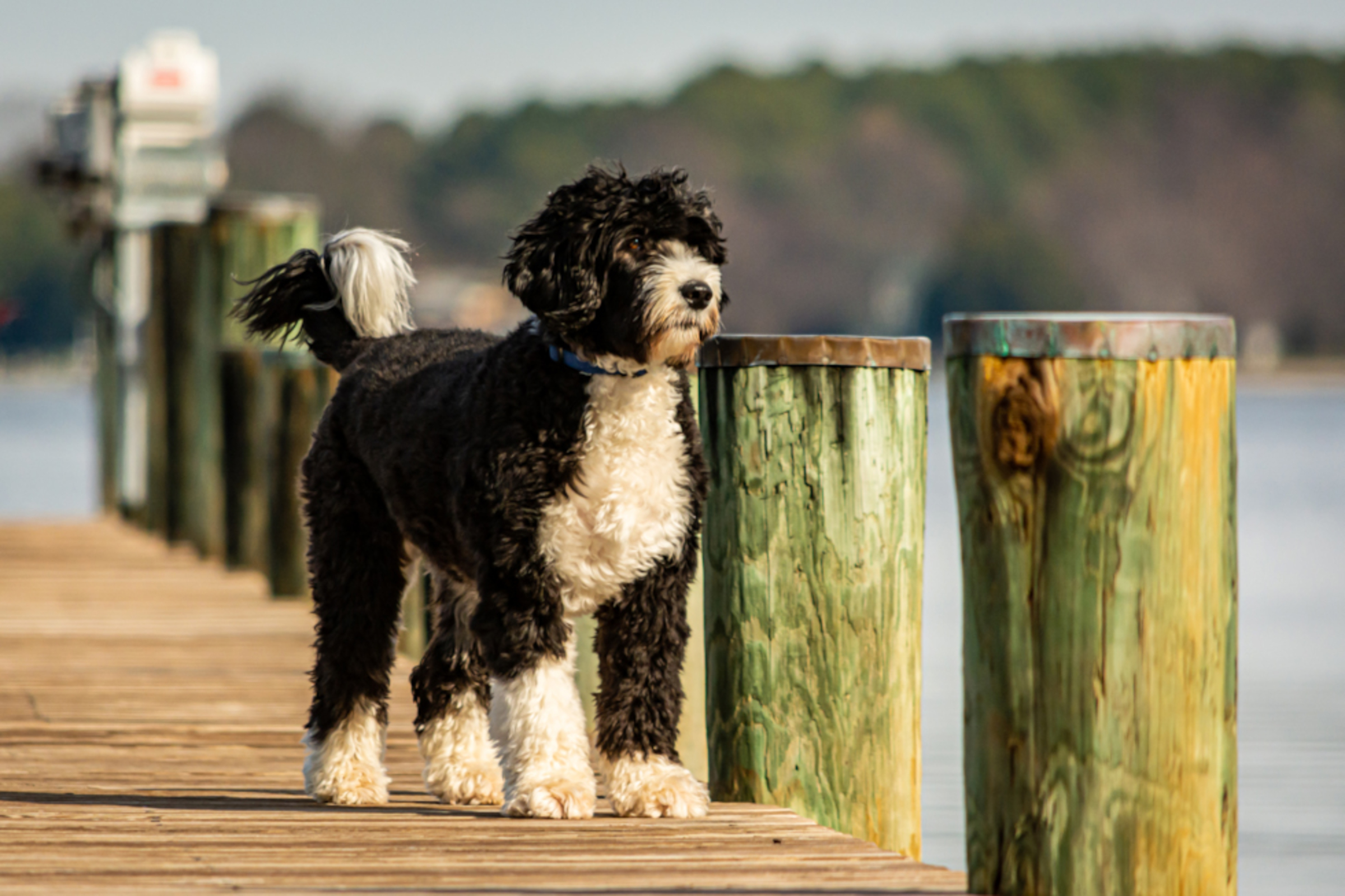 Black and White Portuguese Water Dog – Elegant and Loyal