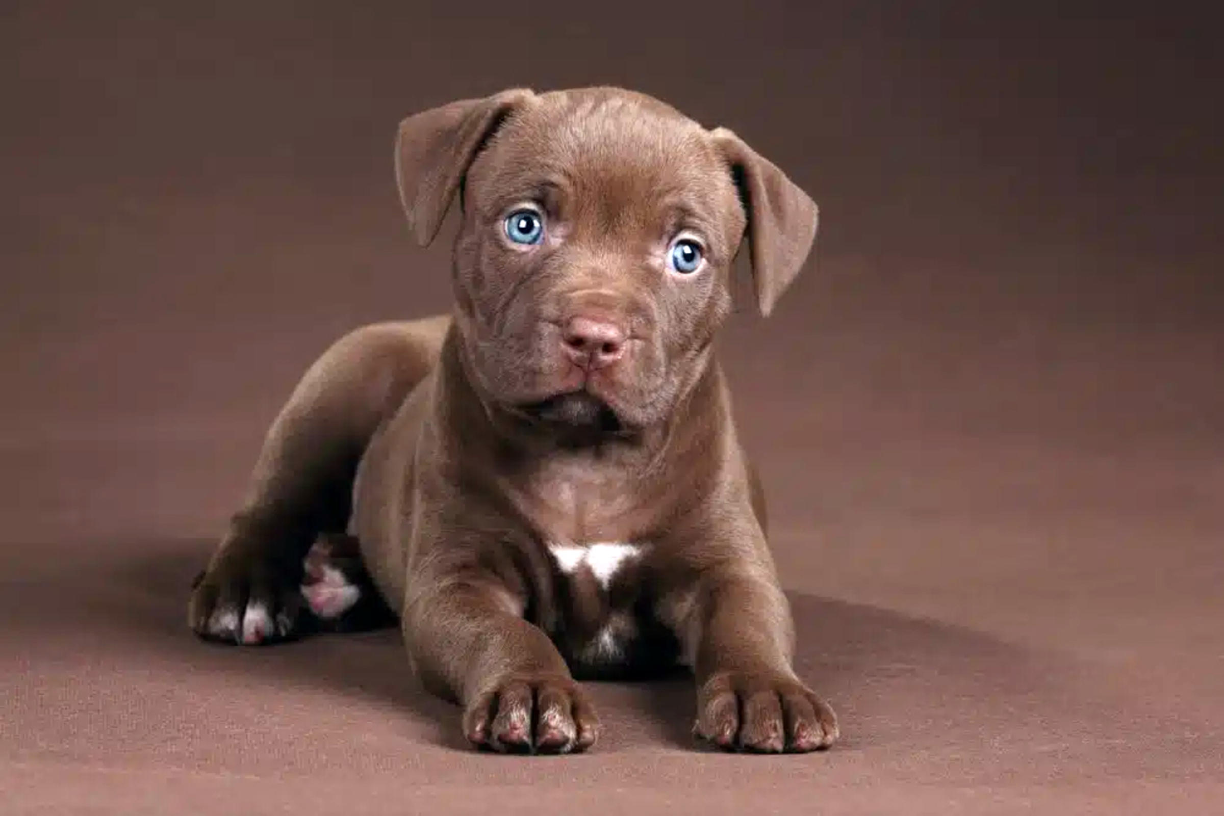 What Do Pitbull Puppies Look Like? – Traits, Colors & Features