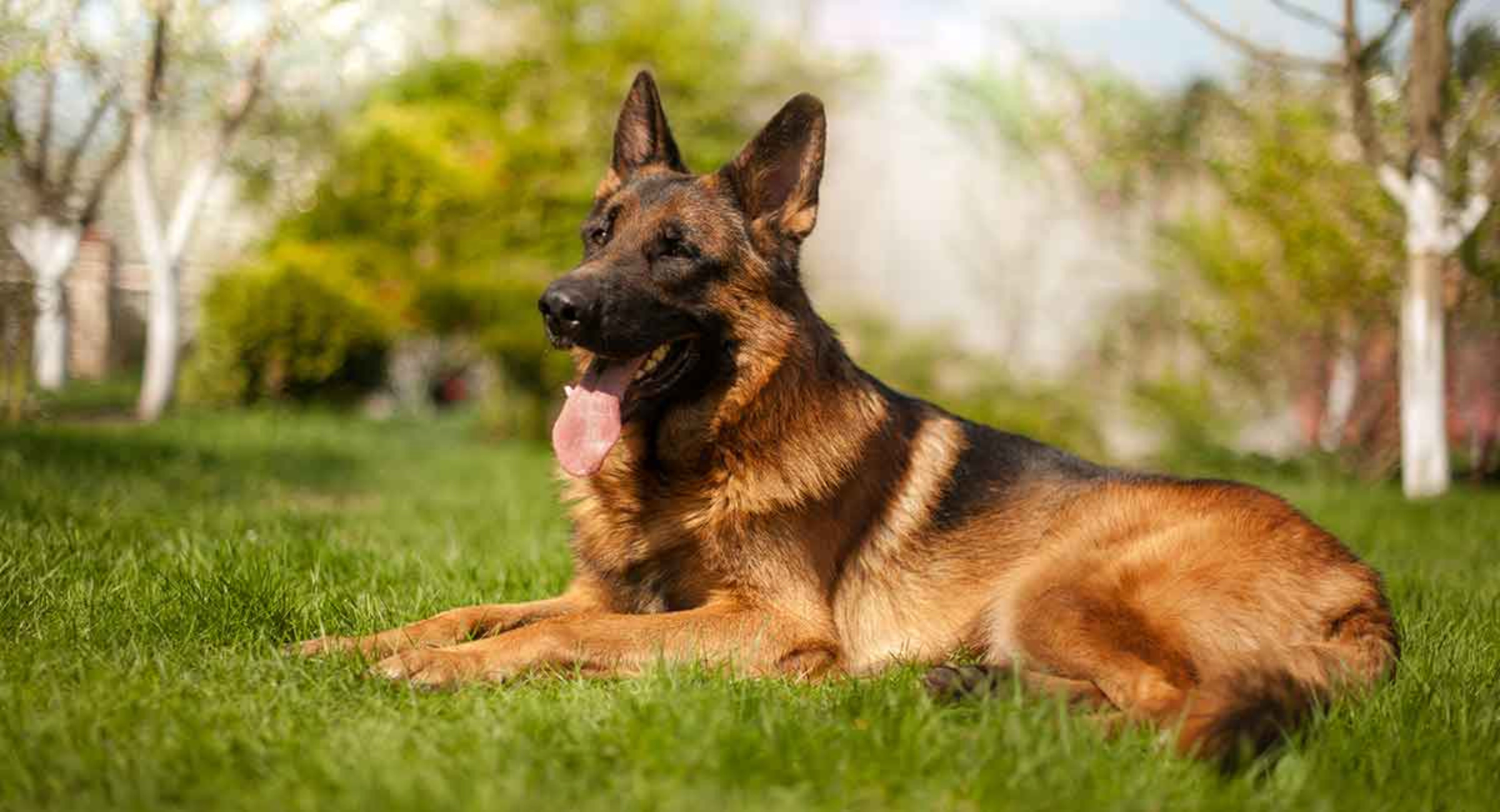 Short-Haired Shiloh Shepherd – Smart, Strong, Loyal Companion
