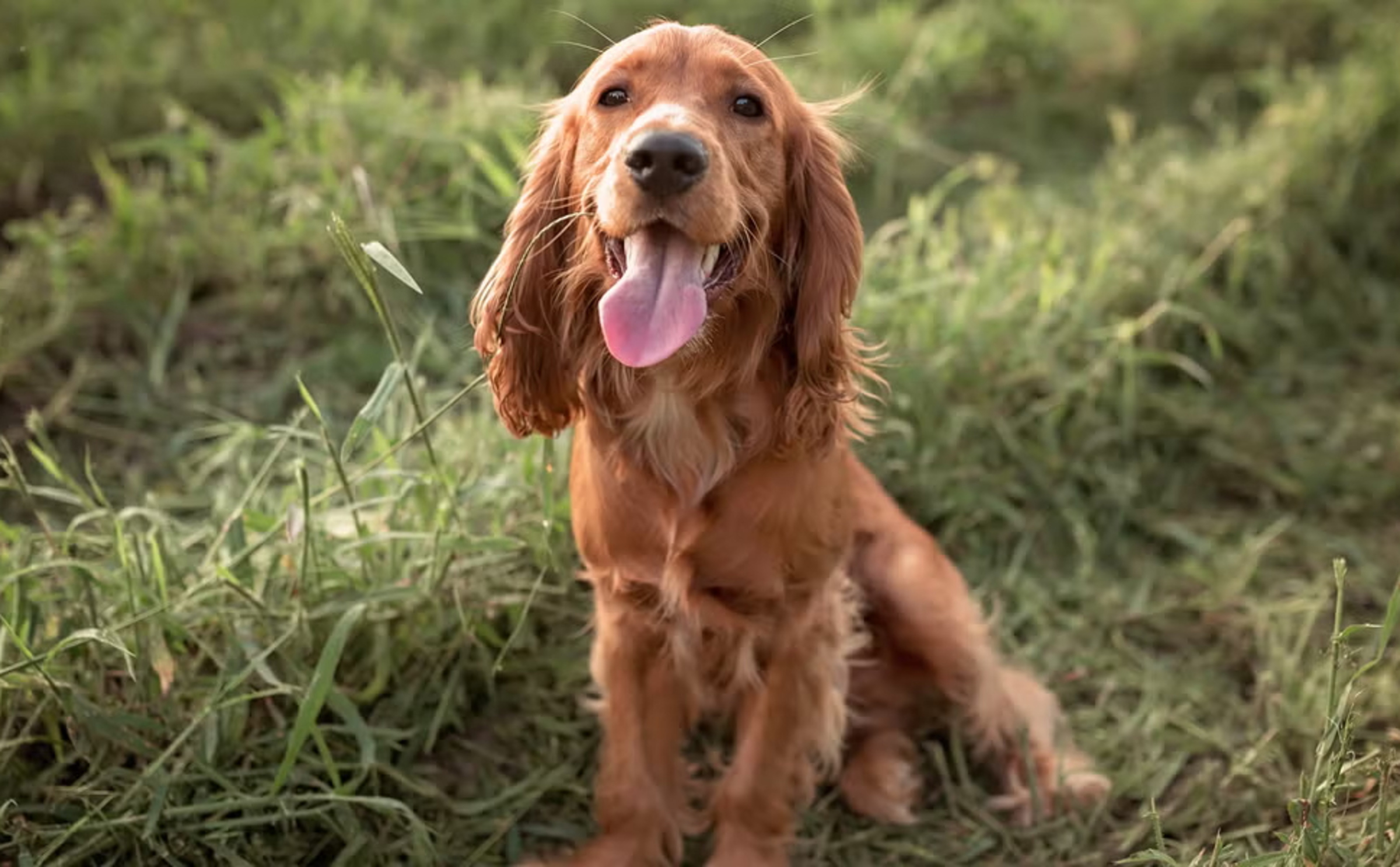 Gold Springer Spaniel: A Loyal and Energetic Family Companion